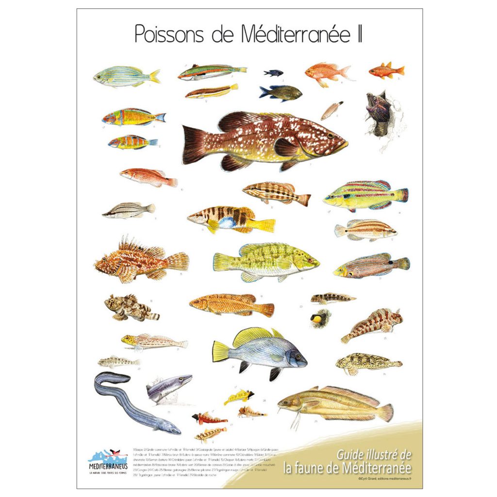 Poster Poisson #2 - Editions Mediterraneus