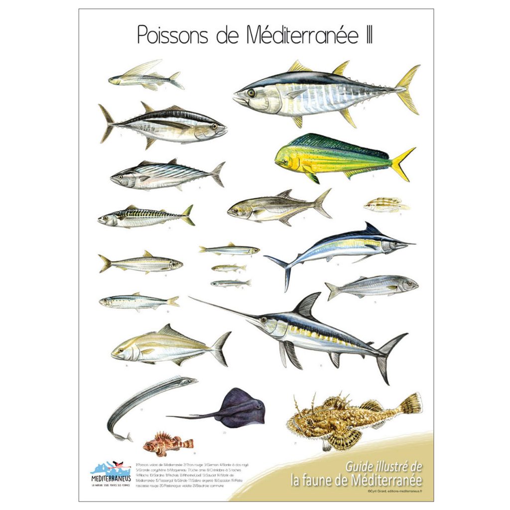 Poster Poisson #3 - Editions Mediterraneus