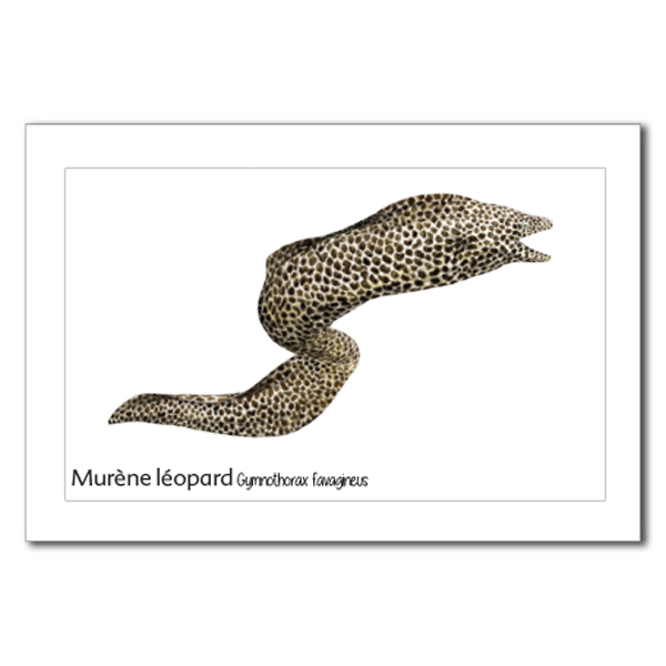 Carte murène léopard - Editions Mediterraneus