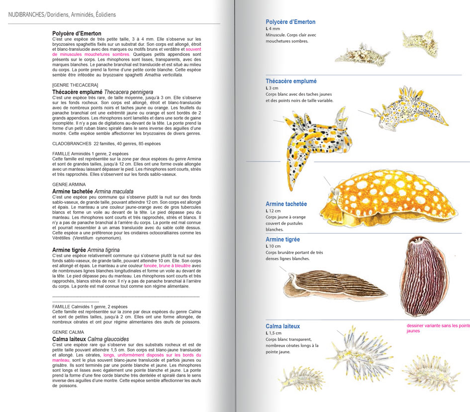 En PRÉVENTE - Guide des Limaces de mer, nudibranches et autres groupes ...